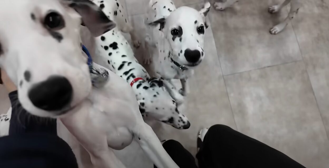 ダルメシアン カフェ 101の口コミ＆体験レポ！料金・予約方法・注意点まとめ | YB Blog